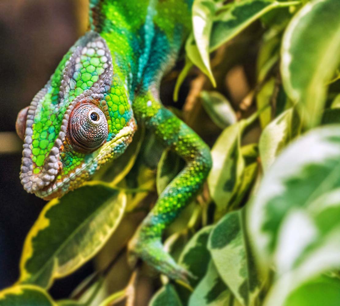 Bukalemunlar Niçin ve Nasıl Renk Değiştiriyor?