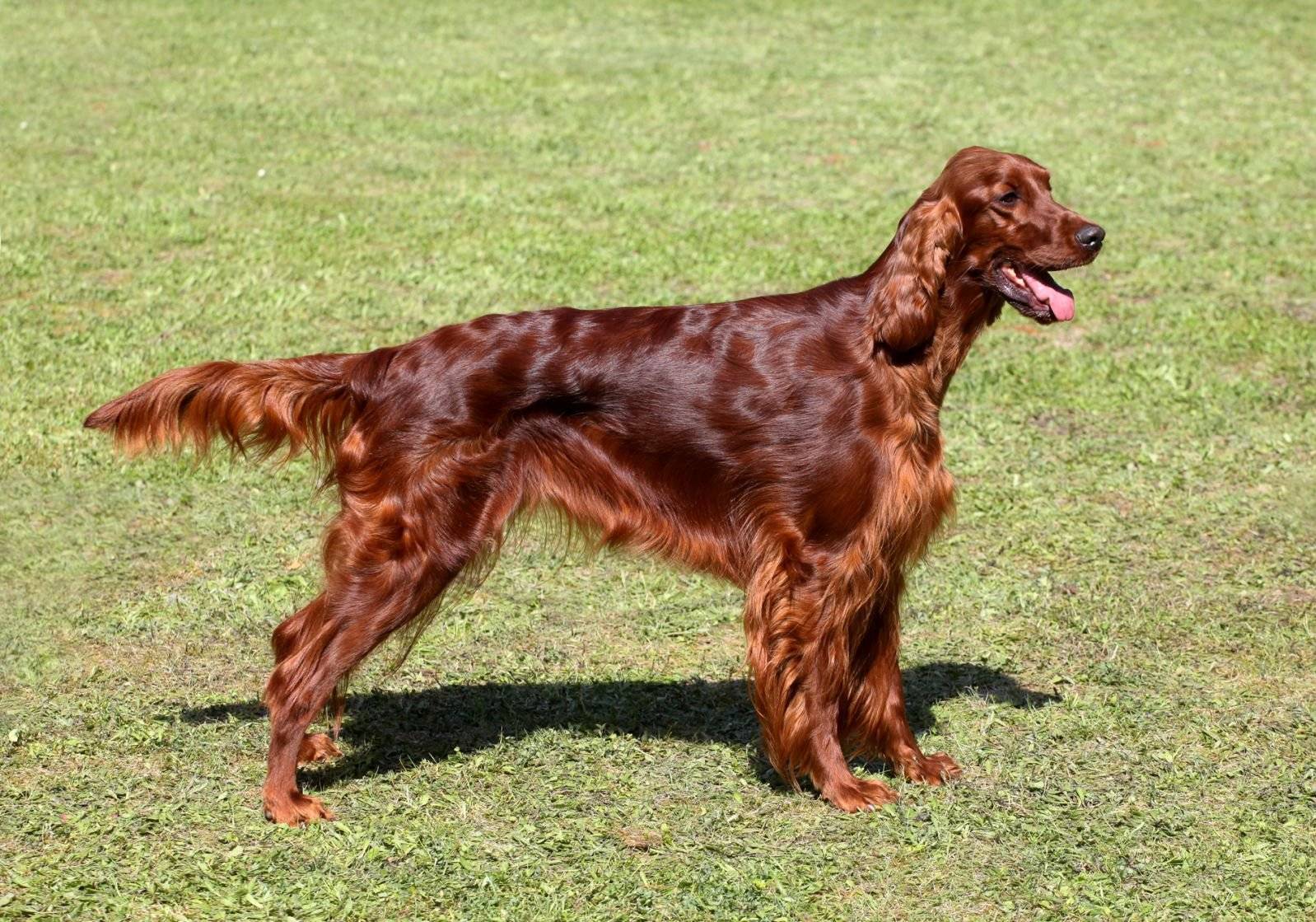 İrlanda Setter (İrish Setter) Köpek Irkı Özellikleri ve Bakımı