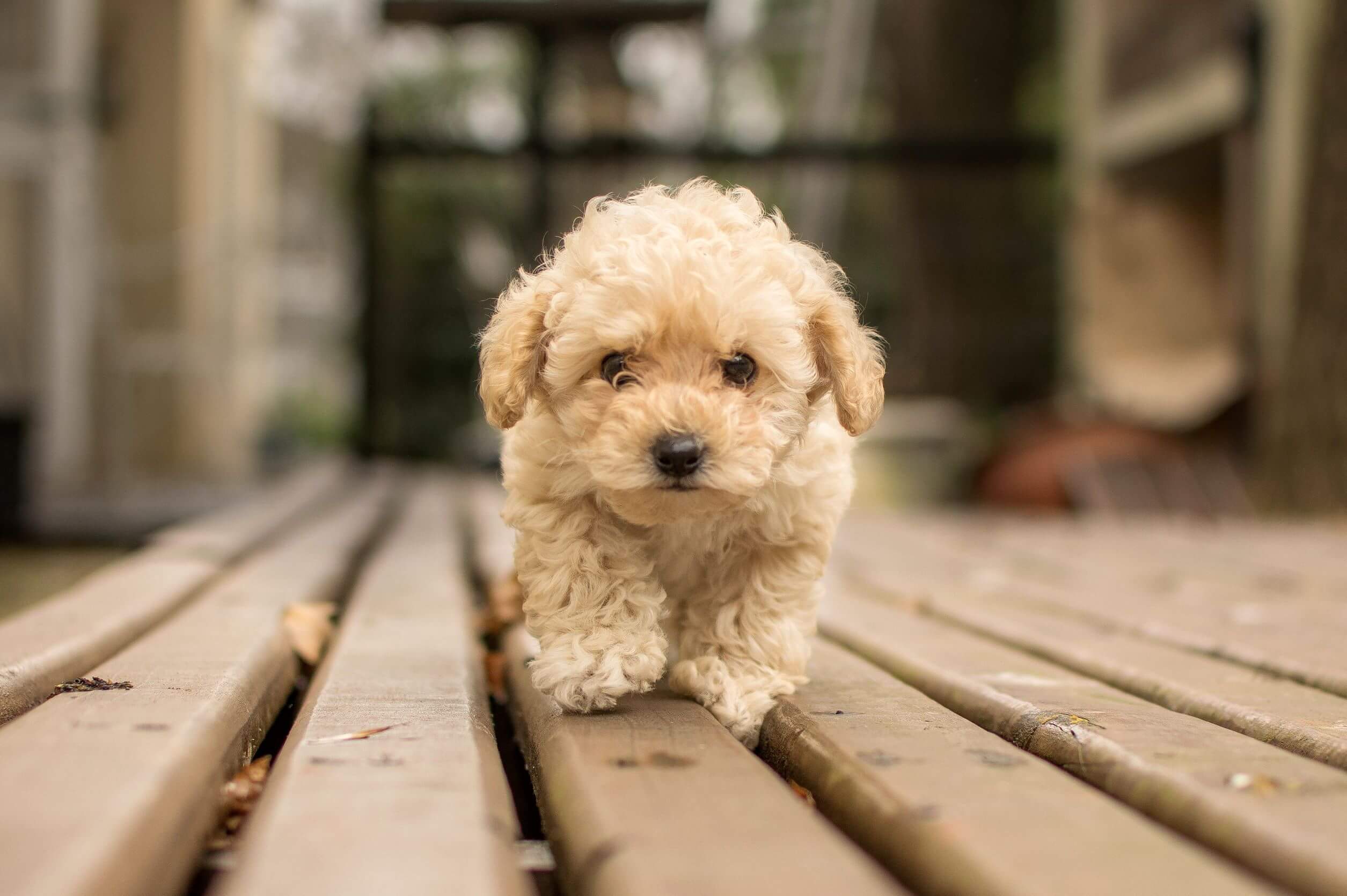Yavru Köpekleri Eğitirken Bilmeniz Gereken En Önemli 3 Konu