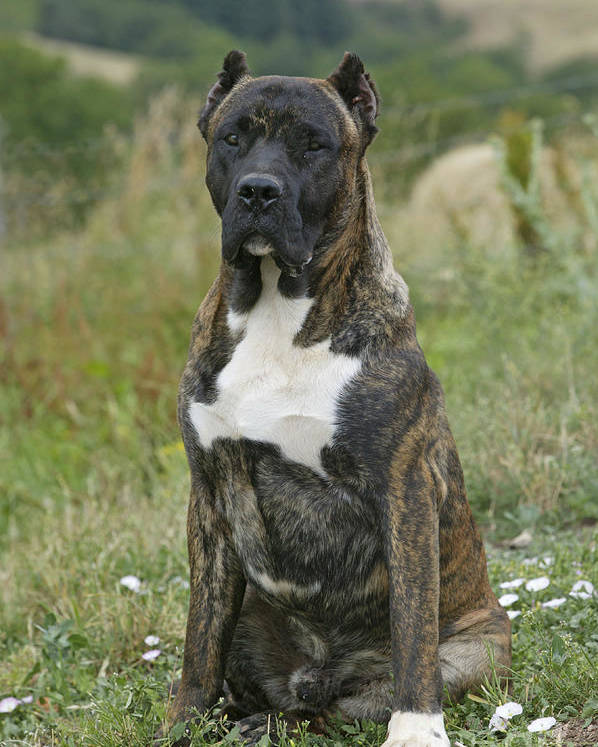 Canary Dog Köpek Irkı Özellikleri ve Bakımı