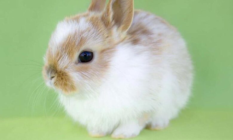 Cüce Tavşan Özellikleri Nelerdir? Bakımı Nasıl Yapılır?
