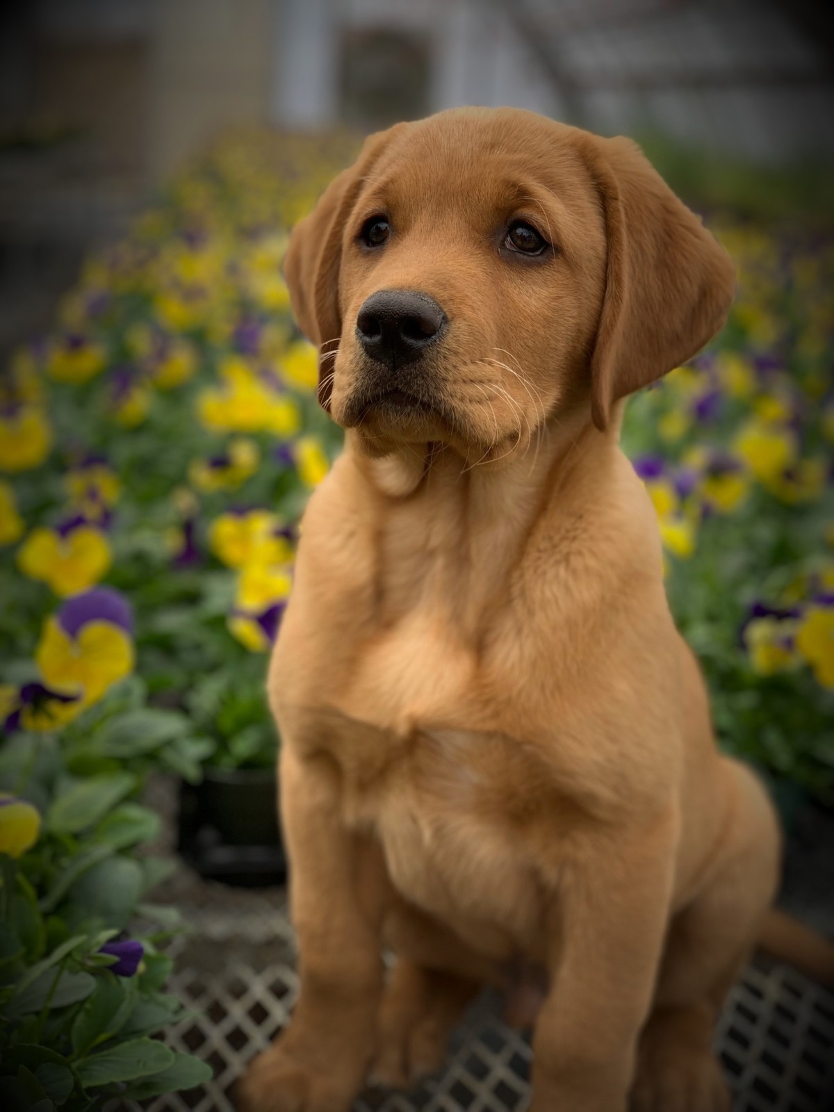 Goldador Köpek Irkı Özellikleri ve Bakımı