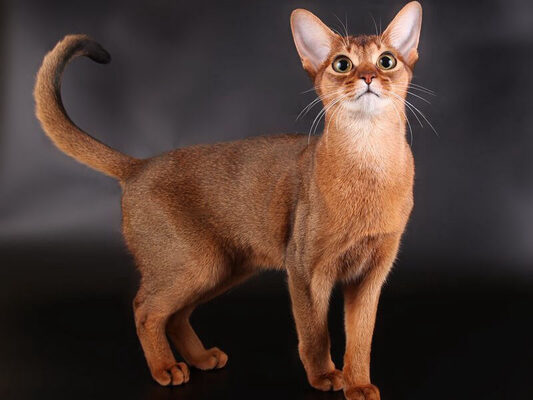 Dünyanın En Zeki Kedi Irkları Hangileridir?