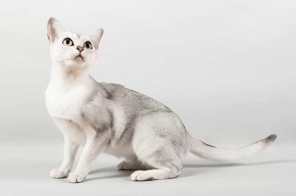 Burmilla Kedi Irkının Genel Özellikleri ve Bakımı Hakkında Bilinmesi ...