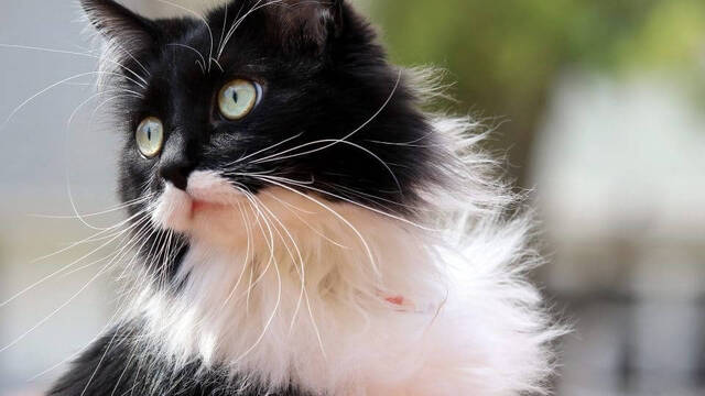Tuxedo (Smokin) Cinsi Kedi Özellikleri ve Bakımı