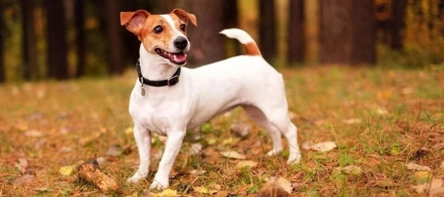 Jack Russell Teriyerleri: Bakımı, Özellikleri ve Sahiplenme Rehberi