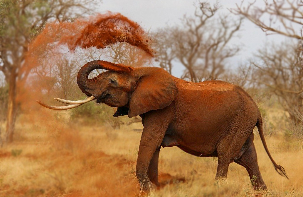 Fillerin Yaşamı Hakkında Bilmediklerimiz Ve Merak Edilenler