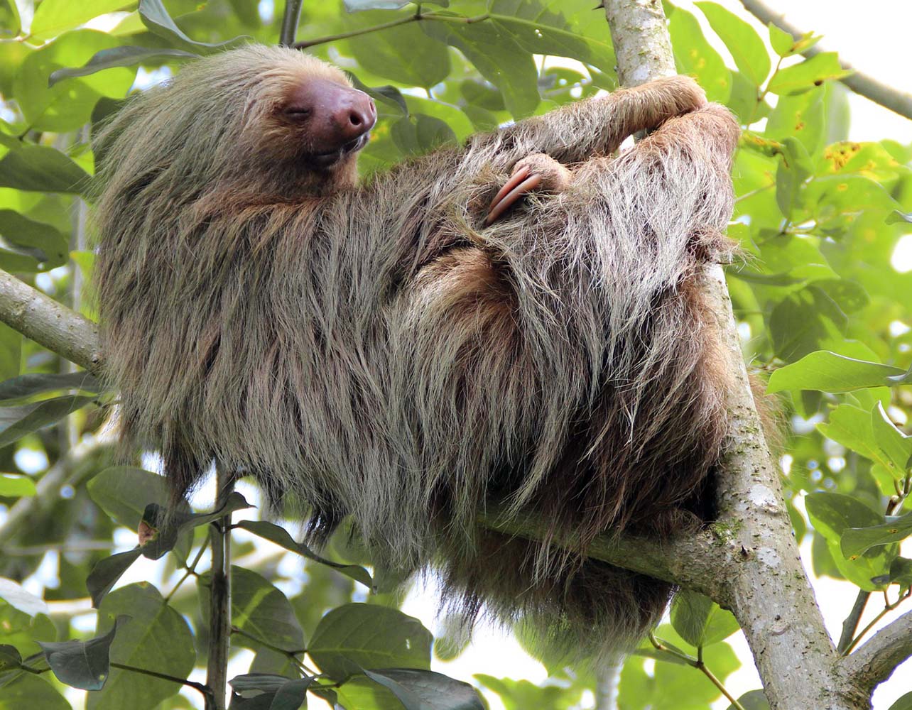 Tembel Hayvanlar(Sloth) Neden Bu Kadar Yavaş Hareket Eder?