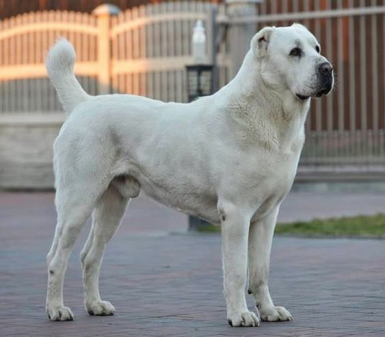 Alabay Cinsi Köpek Özellikleri ve Bakımı
