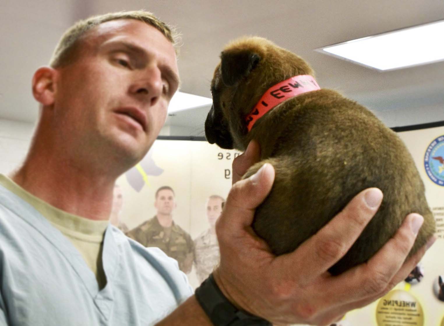 Köpeğinizi Veterinere Götürürken Rahatlatacak Tavsiyeler