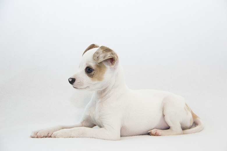 Jack Chi Cinsi Köpek Özellikleri ve Bakımı