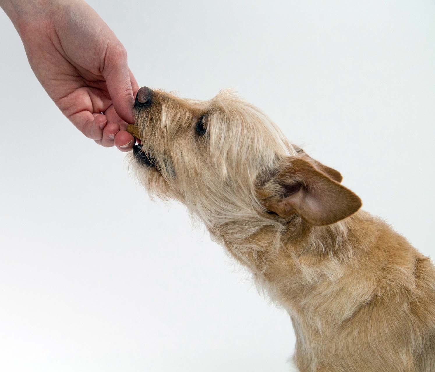 Köpeklerde Tatlı Şeker Yemek ve Oluşabilecek Etkiler
